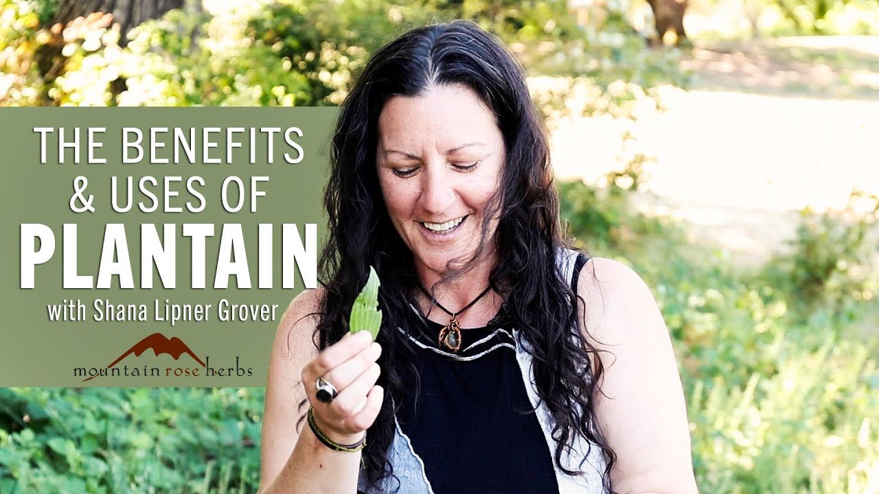 Benefits & Uses of Plantain with Shana Lipner Grover - YouTube