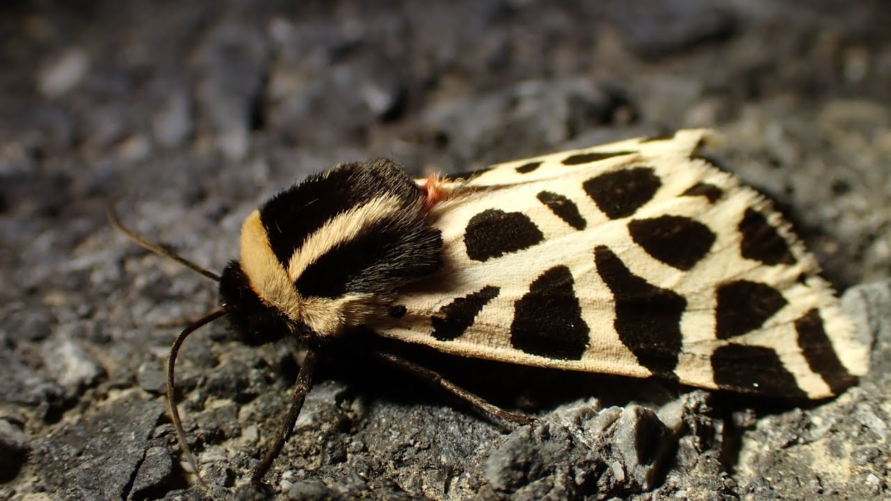 Discrete chaperon moth (Cymbalophora pudica) - YouTube