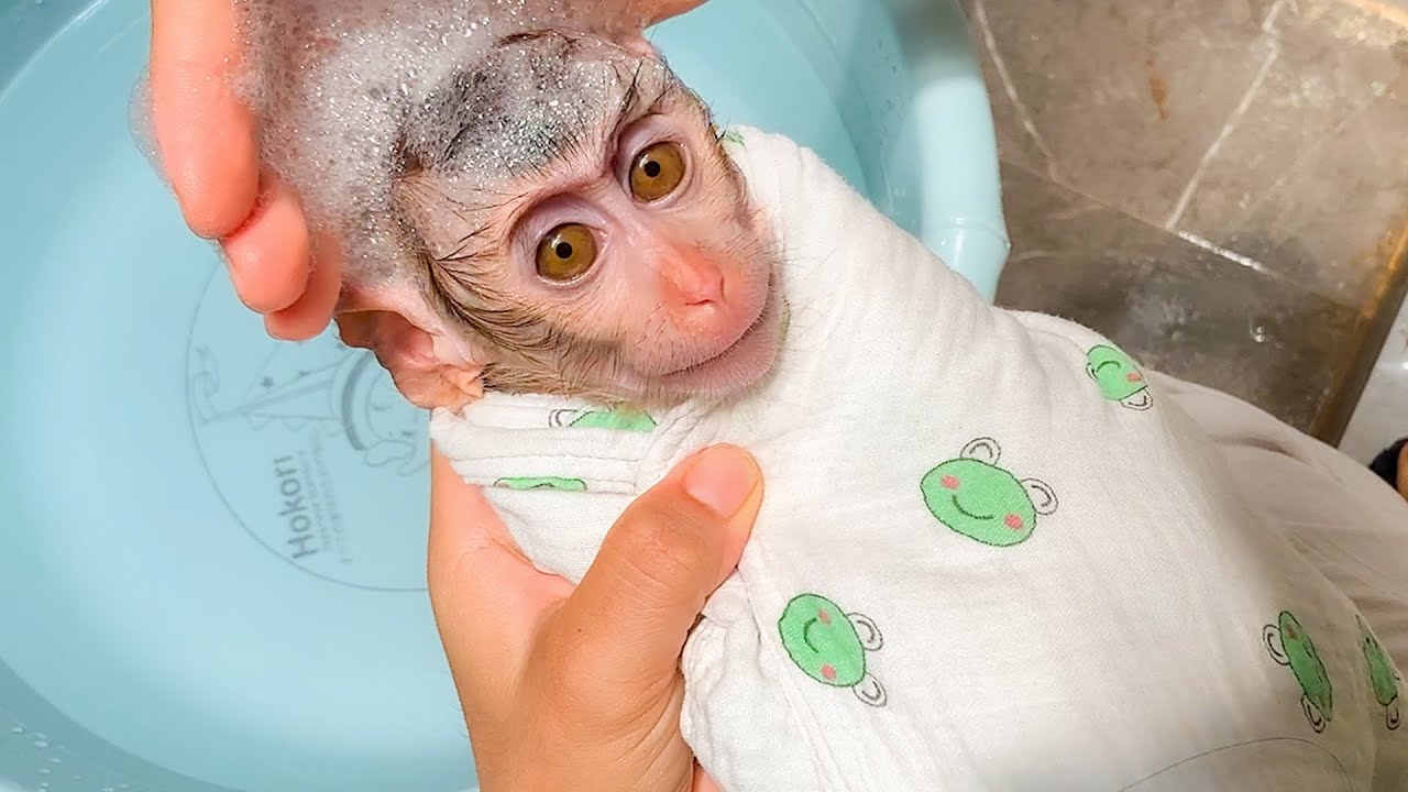 Monkey Puka feels relaxed when Mom washes and massages his head - YouTube