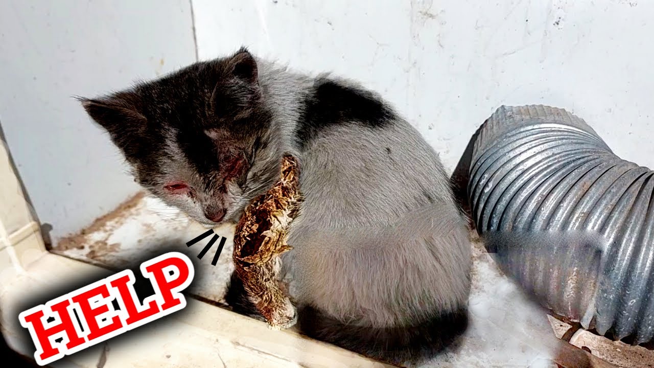 Rescue kitten from death / The kitten's hand was badly injured - YouTube