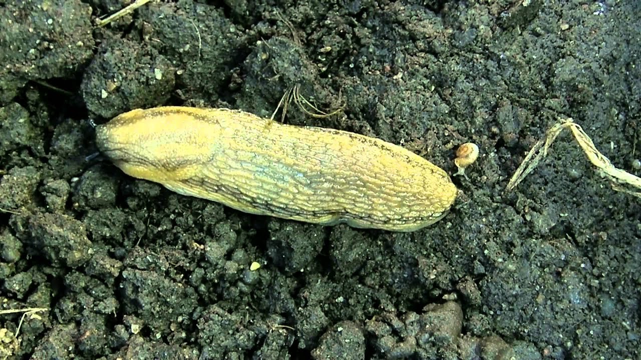 Land snail, Vallonia gracilicosta - YouTube