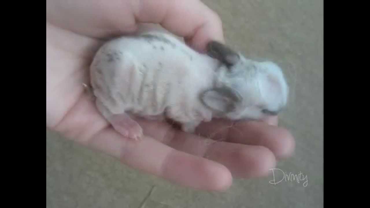 Baby rabbit 3 days old - YouTube