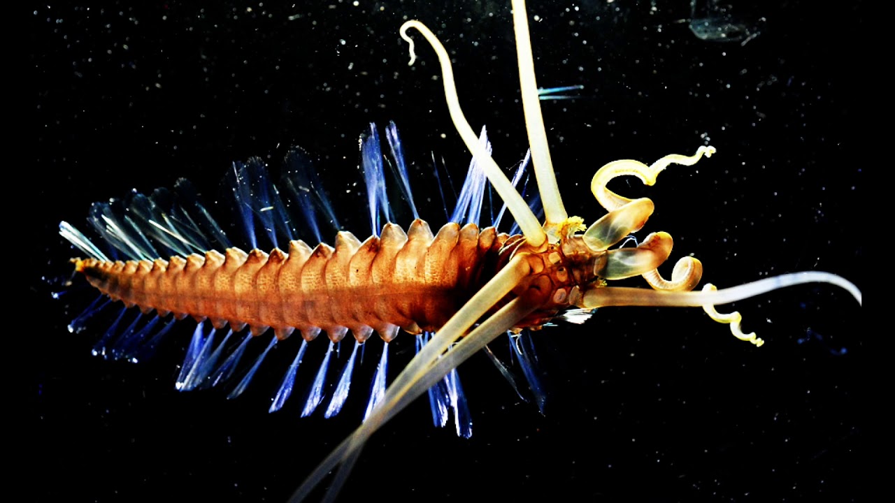 Squidworm - Deepsea Oddities - YouTube