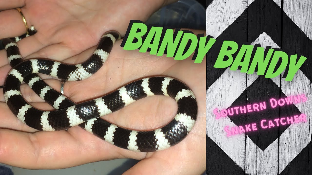 Bandy Bandy - Wildash - YouTube