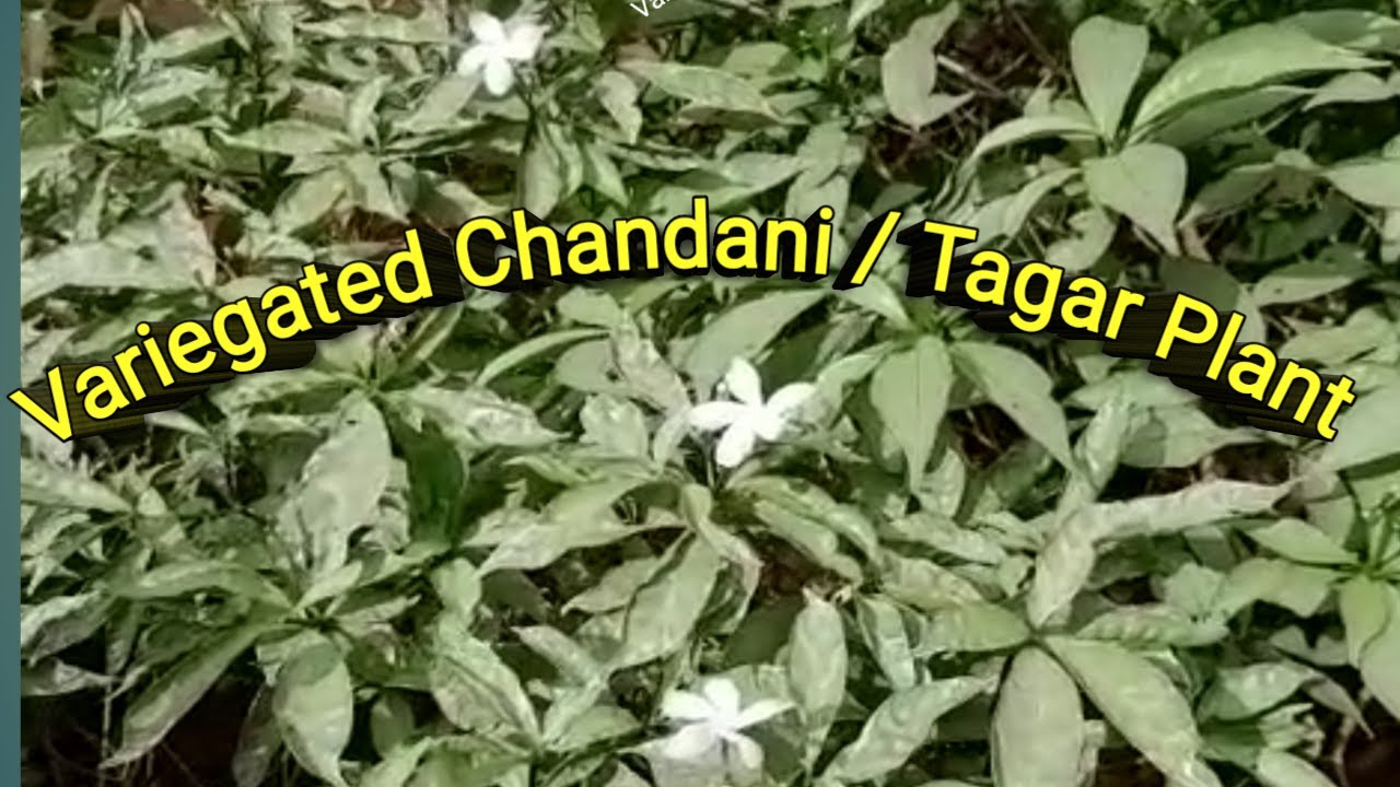Complete information of Variegated Chandani/Tagar Plant - YouTube