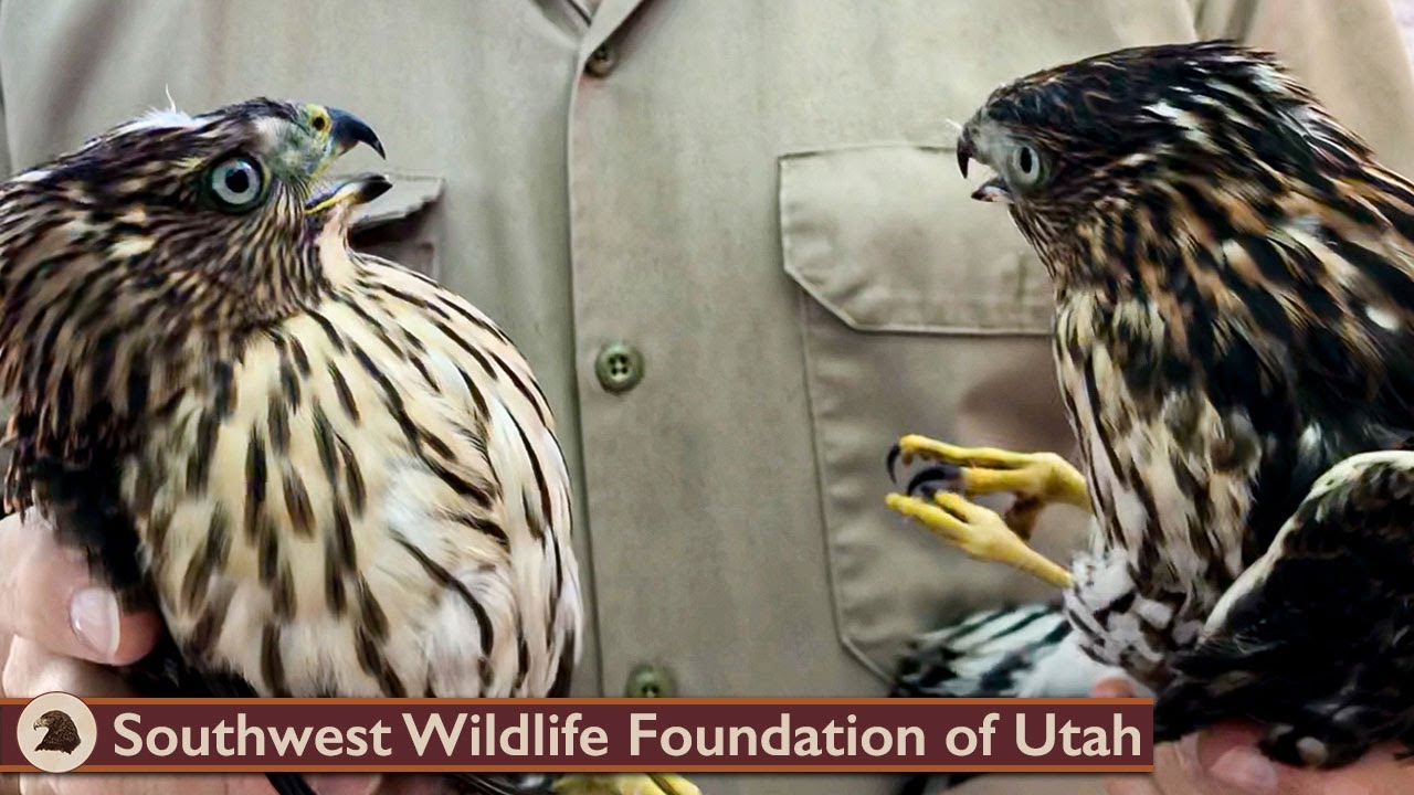 Sibling Hawks Rescued from City Park - YouTube