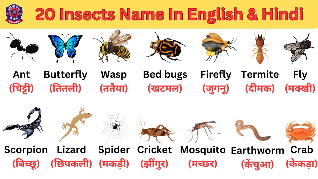 20 Insects Name In English and Hindi with Pictures | कीड़े मकोड़ों के ...