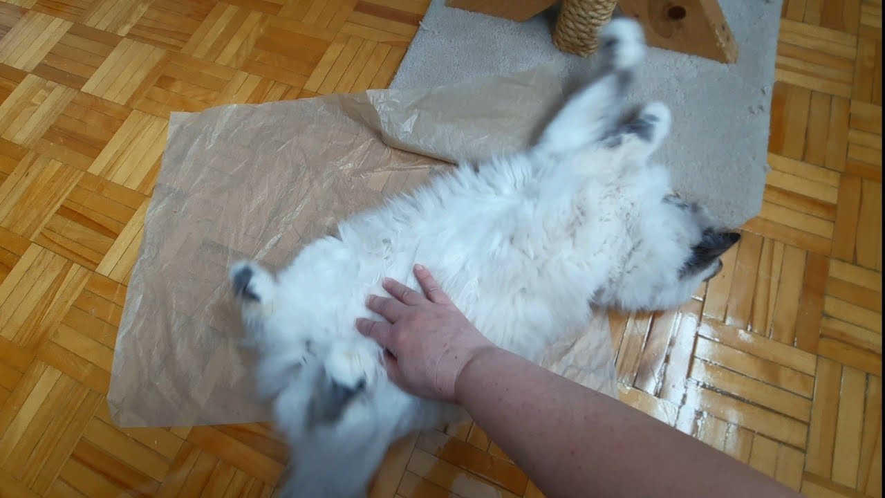 Fluffy cat shows her belly and gets belly rubs | 4K - YouTube