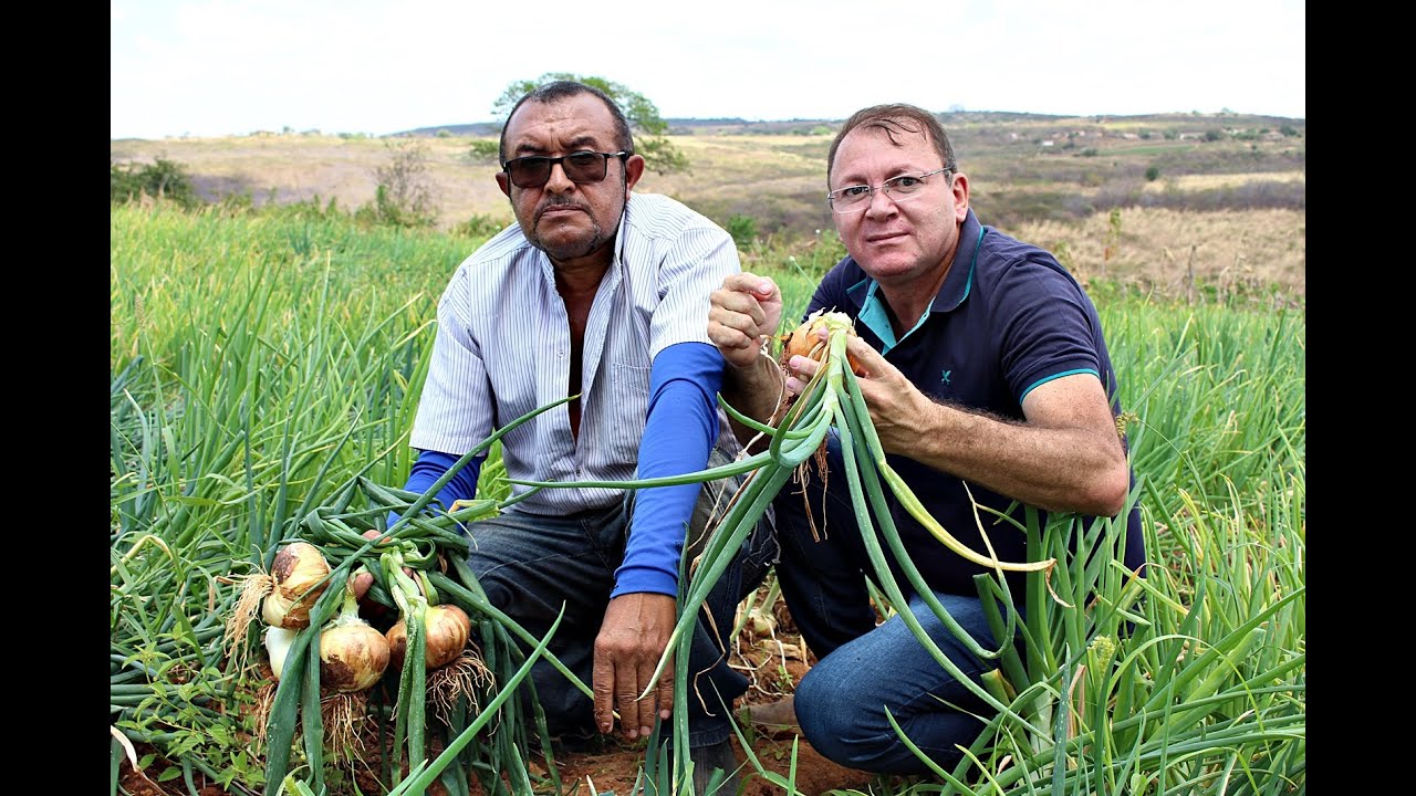 Agricultor investe no plantio de cebola e espera colher mais de 10 ...