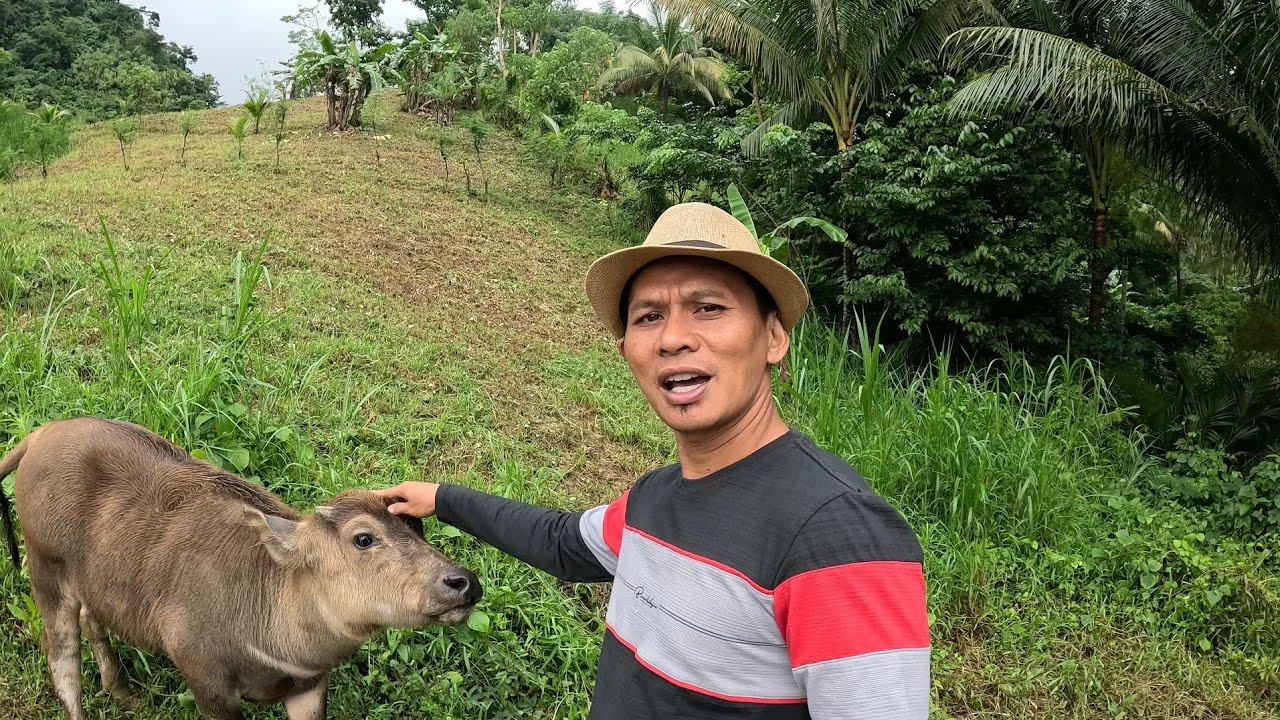Next NAMAN NA BAWASAN NAMIN AY ANG MGA BAKA..Lalo NA PAG MATAPANG ...