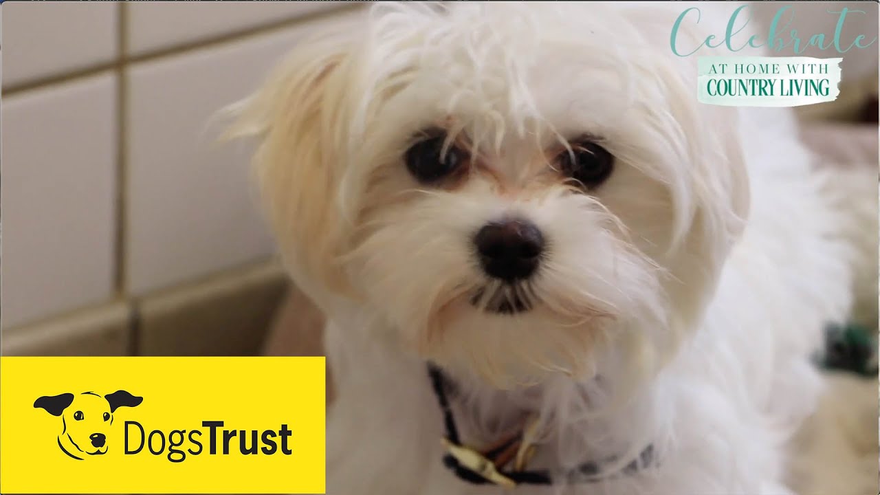 Rescue dogs meet & greet with Dogs Trust - YouTube