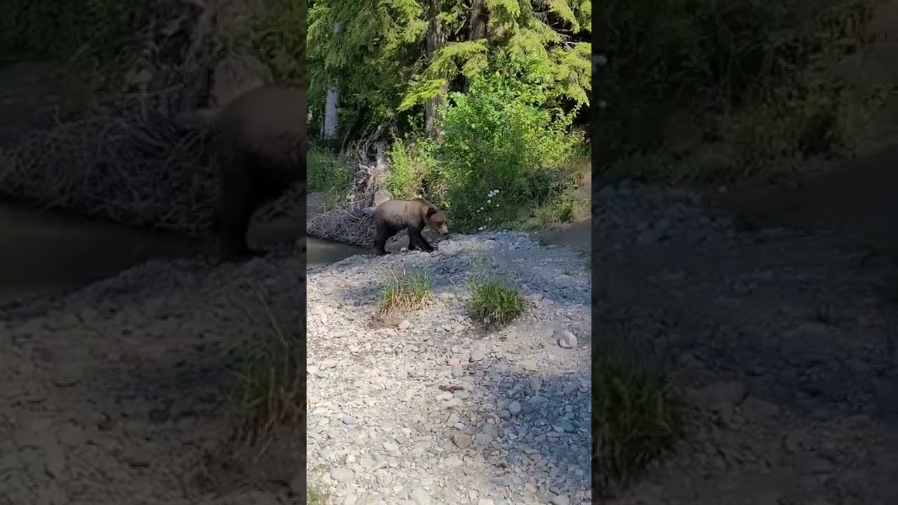 Close Encounter with Grizzly Bears in Kitimat || ViralHog - YouTube