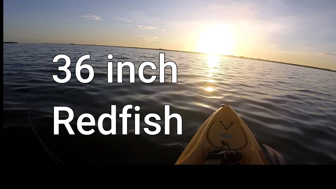 36 inch Redfish on Topwater Hank Pretz Kayak Fishing - YouTube