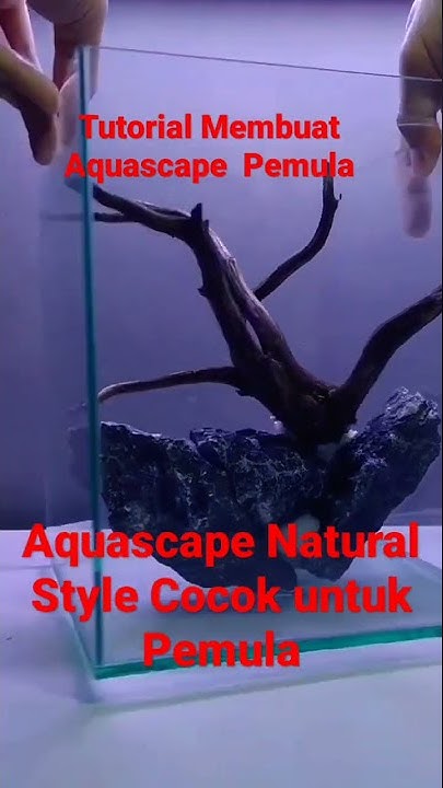 Tutorial Membuat Aquascape Pemula | Aquascape Natural Style untuk pemula. sumber:tiktok - YouTube