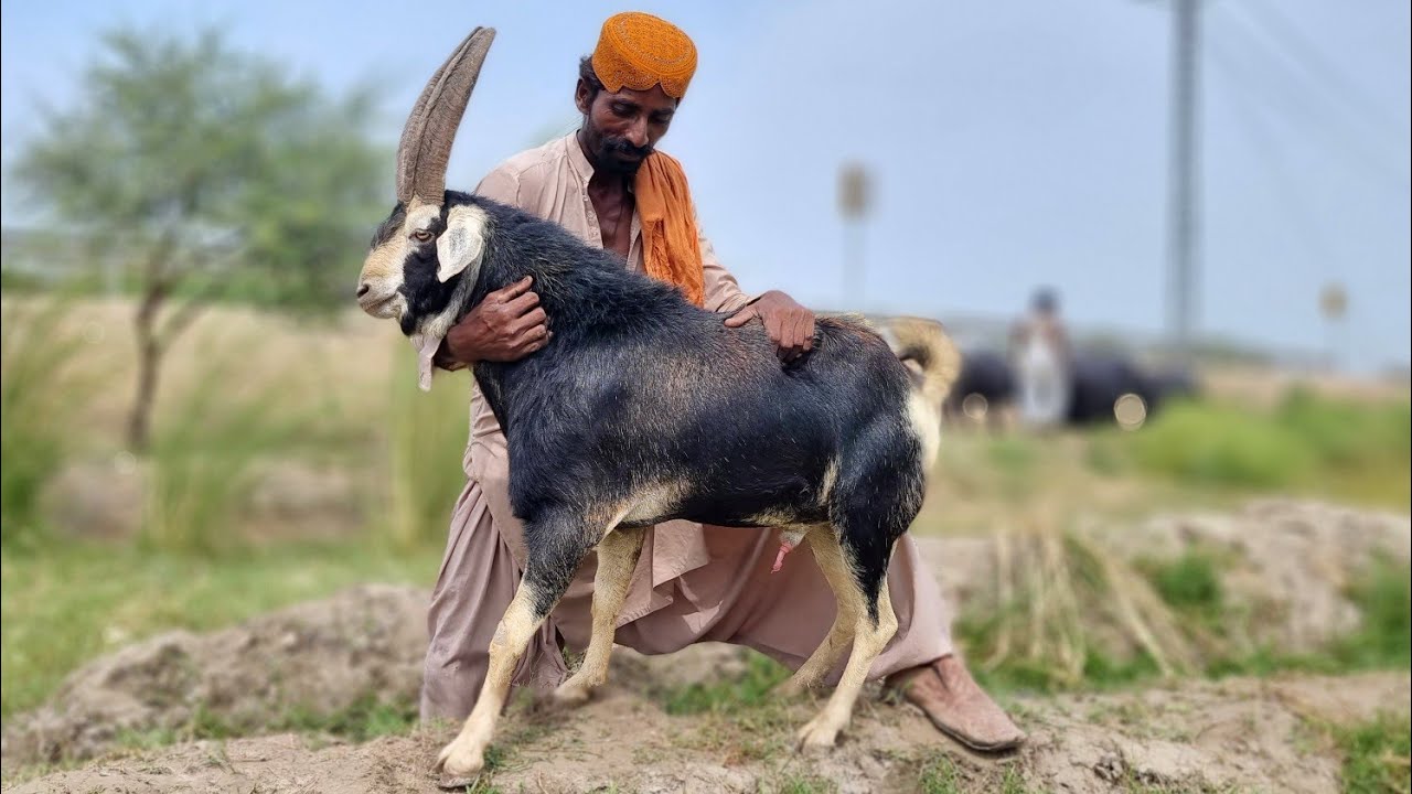 Black Tapri Goat Breed Documentary - YouTube