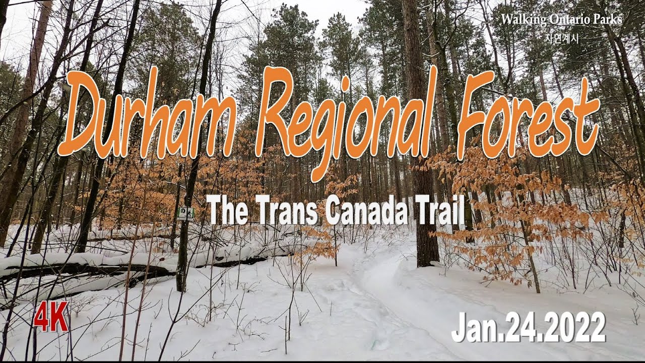 [4K] Durham Regional Forest, #2, [2022.01.24] - YouTube
