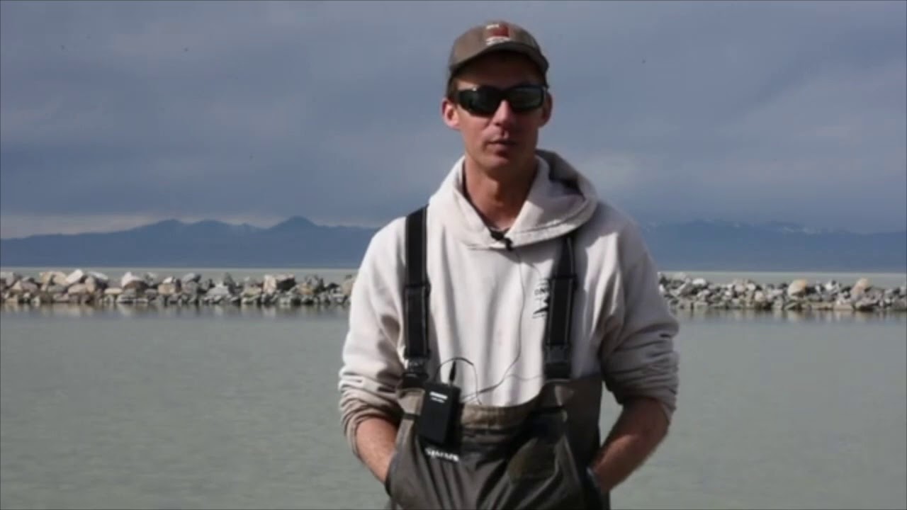 June Sucker: Endangered Species (On Its Way to Recovery) - YouTube