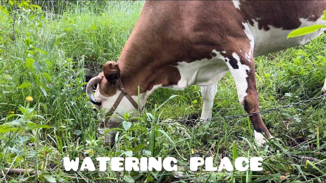 cow drinking water in a small river (4K, close-up) - YouTube