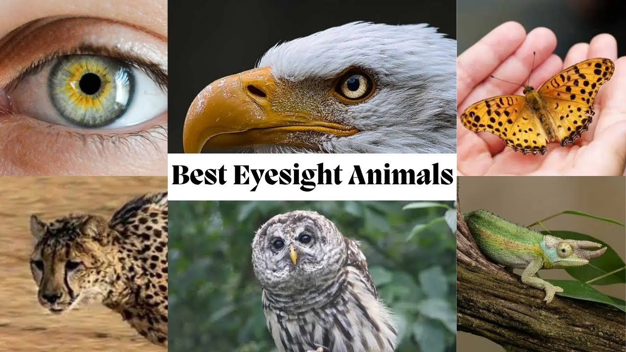 Top10 Best Eyesight Animals | Top10 Facts by Azam - YouTube