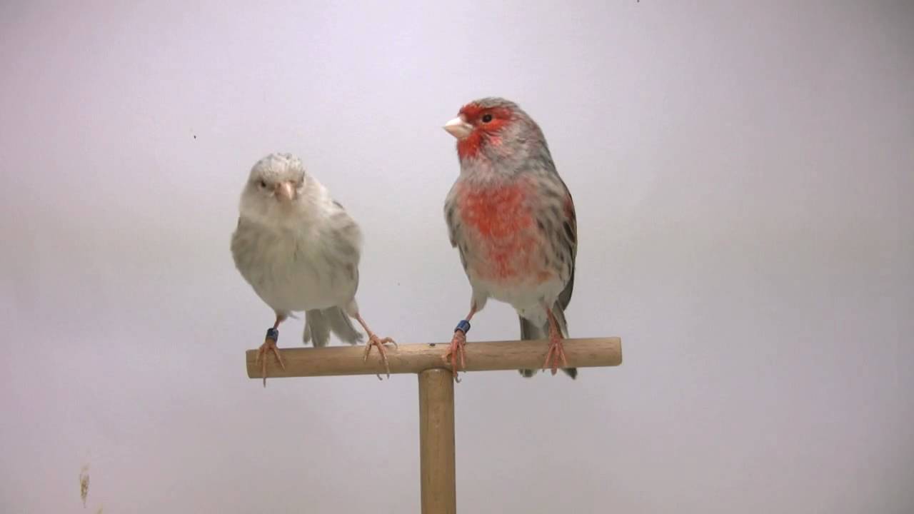 canarino agata rosso mosaico - YouTube