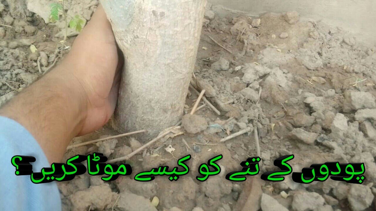 How to Thick the Trunk of Plant||Poday ky tany ko mota kesy karain||For ...