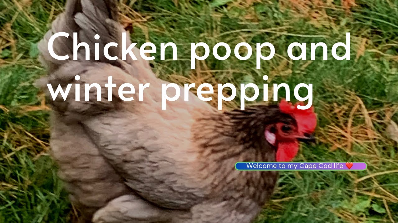 Chicken poop and winter prepping! #raisingchickens #capecod - YouTube