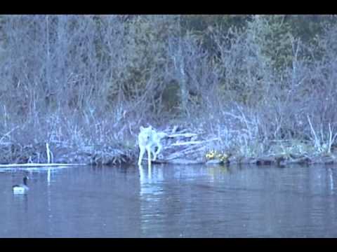 Upper Michigan Wolf.wmv - YouTube