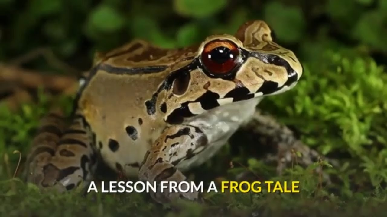 A LESSON FROM A FROG TALE | Short Moral Story | Kids Story | Bedtime ...