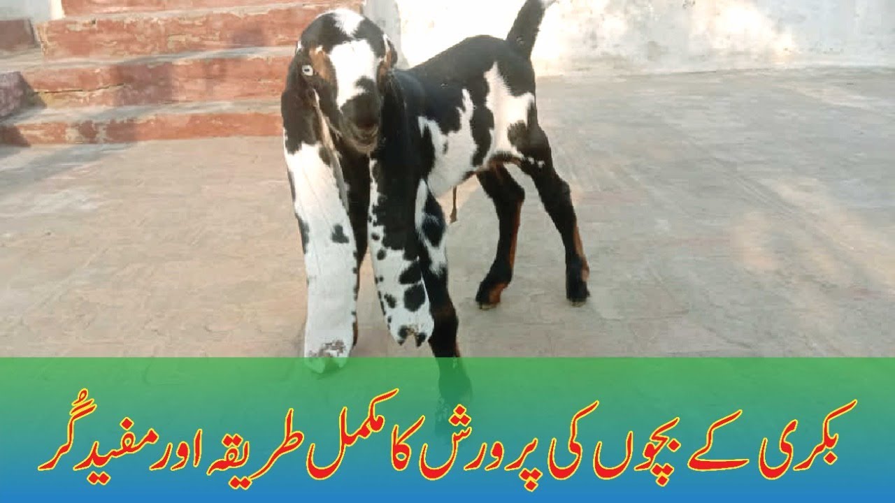 A Complete and Useful Guide to Raising Baby Goats|Goat Farming with ...