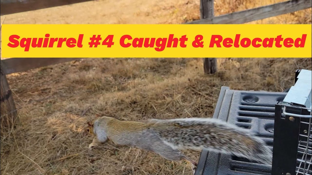 Squirrel #4 Caught & Relocated!!! #Shorts - YouTube