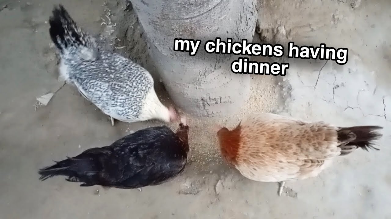 Chickens having feed together - Backyard Chickens in Evening - YouTube