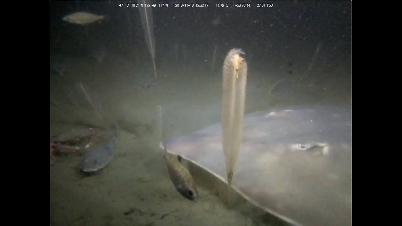 Case Inlet Underwater 11/18/18 highlight - YouTube