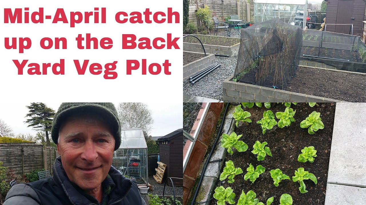 Mid April catch up on the back yard veg plot - Grow your own Veg UK ...