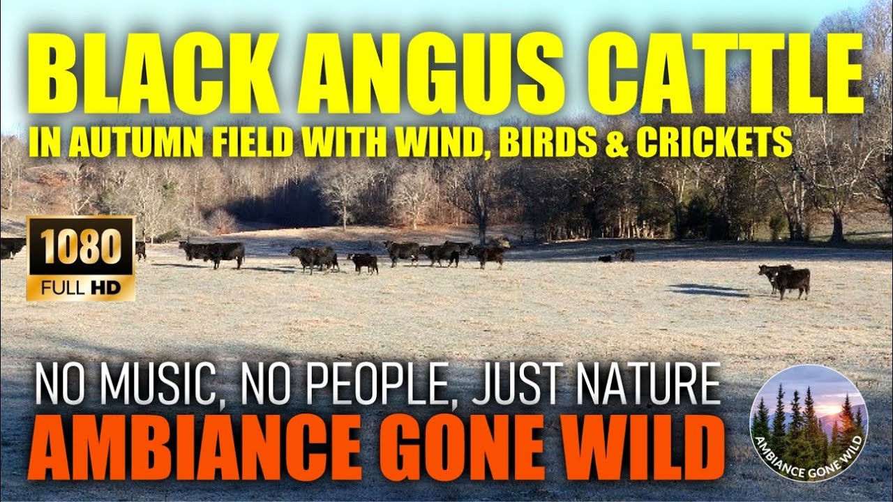 Black Angus Cattle in Autumn Field with Wind, Birds & Crickets - YouTube