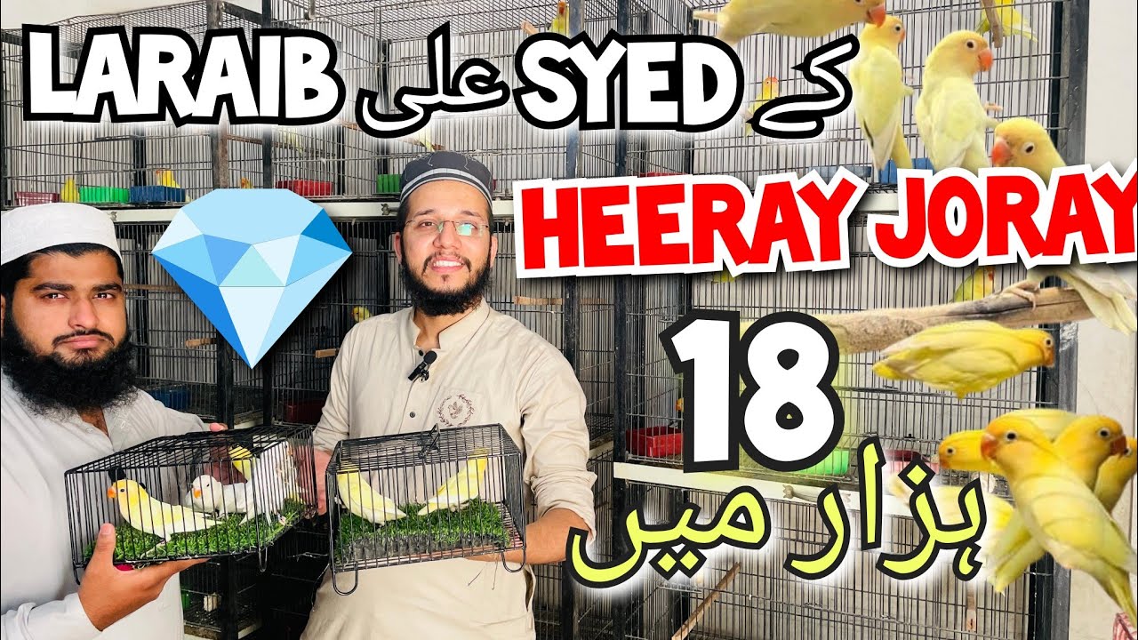 Heeray Joray | Laraib ali syed ke | 18 hazar mai decino deal - YouTube