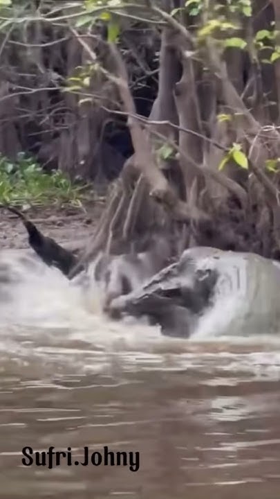 Saltwater Crocodile Attacks Elephant - YouTube