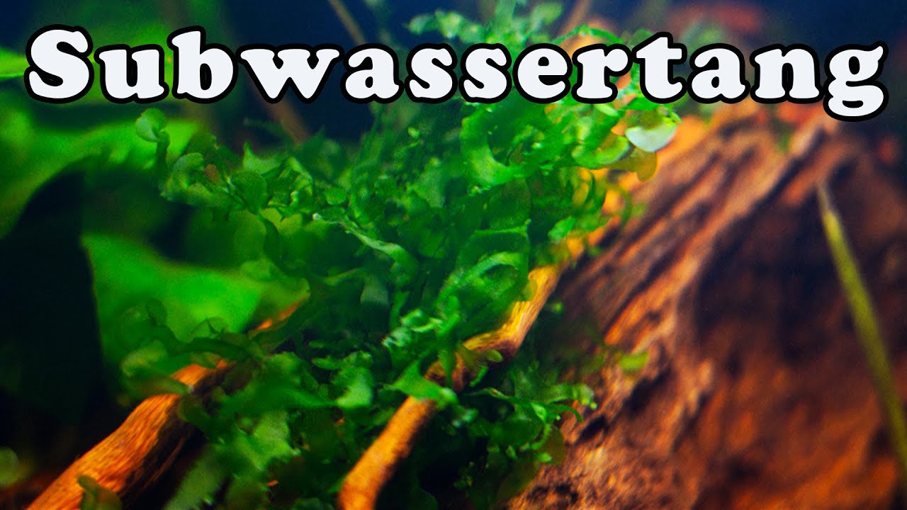 Subwassertang: An Unusual Aquarium Plant You NEED! Care Guide - YouTube