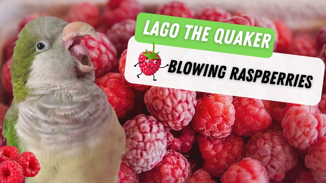 Lago the quaker parrot blowing raspberries | Parrot tongue - YouTube