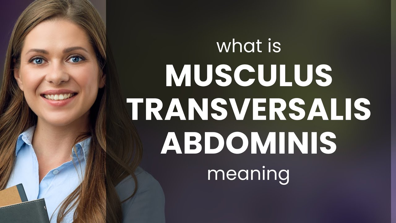 Musculus transversalis abdominis — meaning of MUSCULUS TRANSVERSALIS ...
