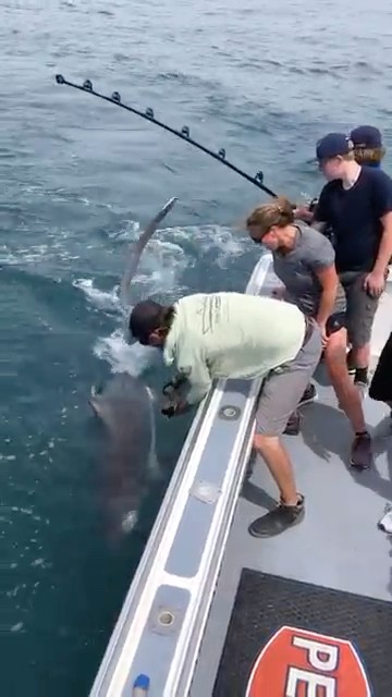 Releasing a nice thresher shark. These sharks have a tail that is ...