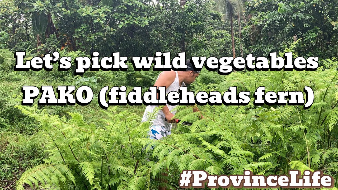Let’s Pick Pako (fiddleheads fern) | Cooking Pako | province life - YouTube