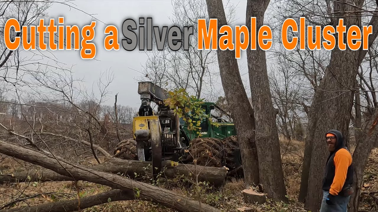 Cutting a Silver maple cluster using a Stihl 661 and John Deere 648 h ...