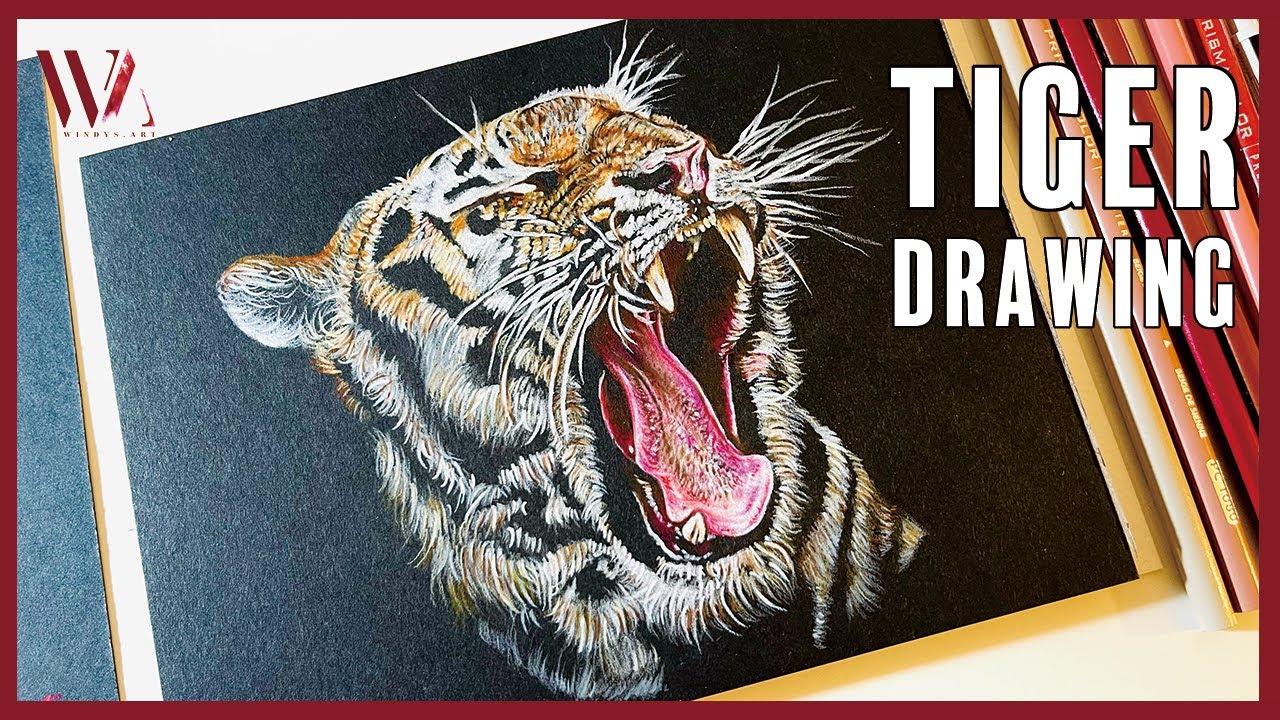 How to draw a Realistic Tiger using Color Pencils- Windy Shih - YouTube