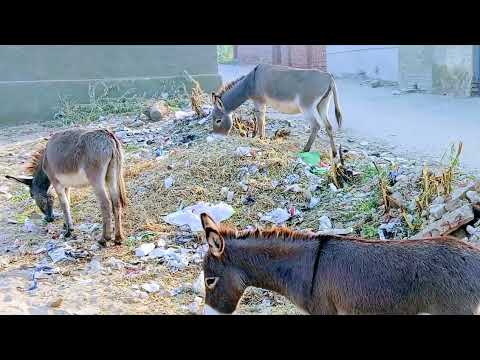 Donkey mating viral video #donkey #mating #registan 