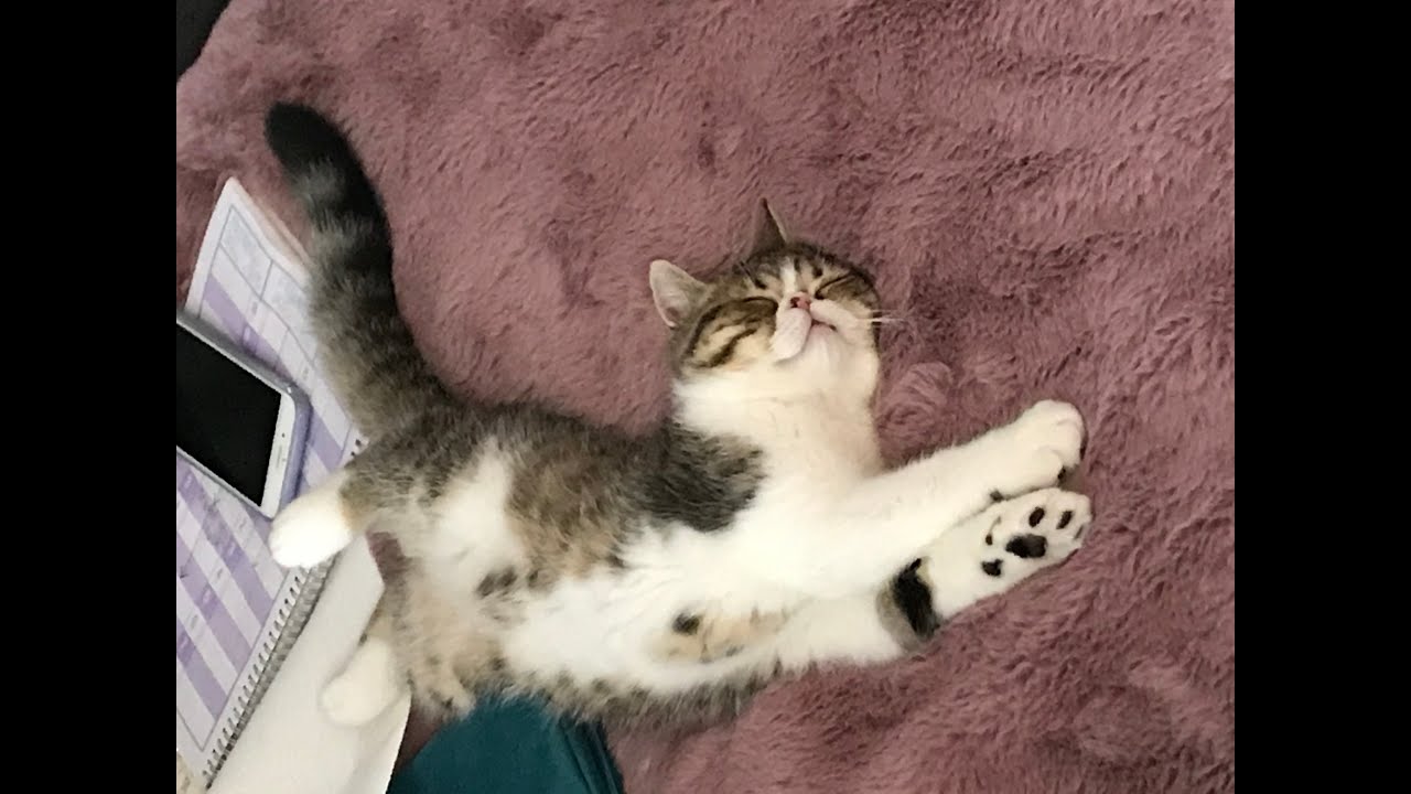 ADDDDD Mobile - YouTube