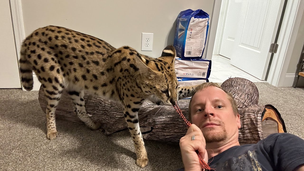 Serval Playing with Teeth - YouTube