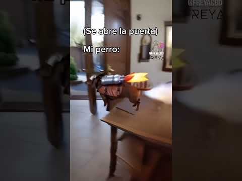 Mi Perro #funny #funnyvideo #reels #reelsshorts #memes #sigma #dog ...