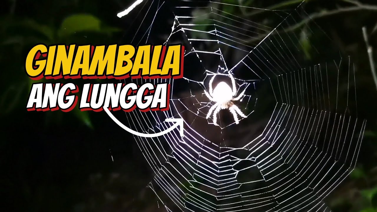 Malayong paghahanap ng gagamba - YouTube