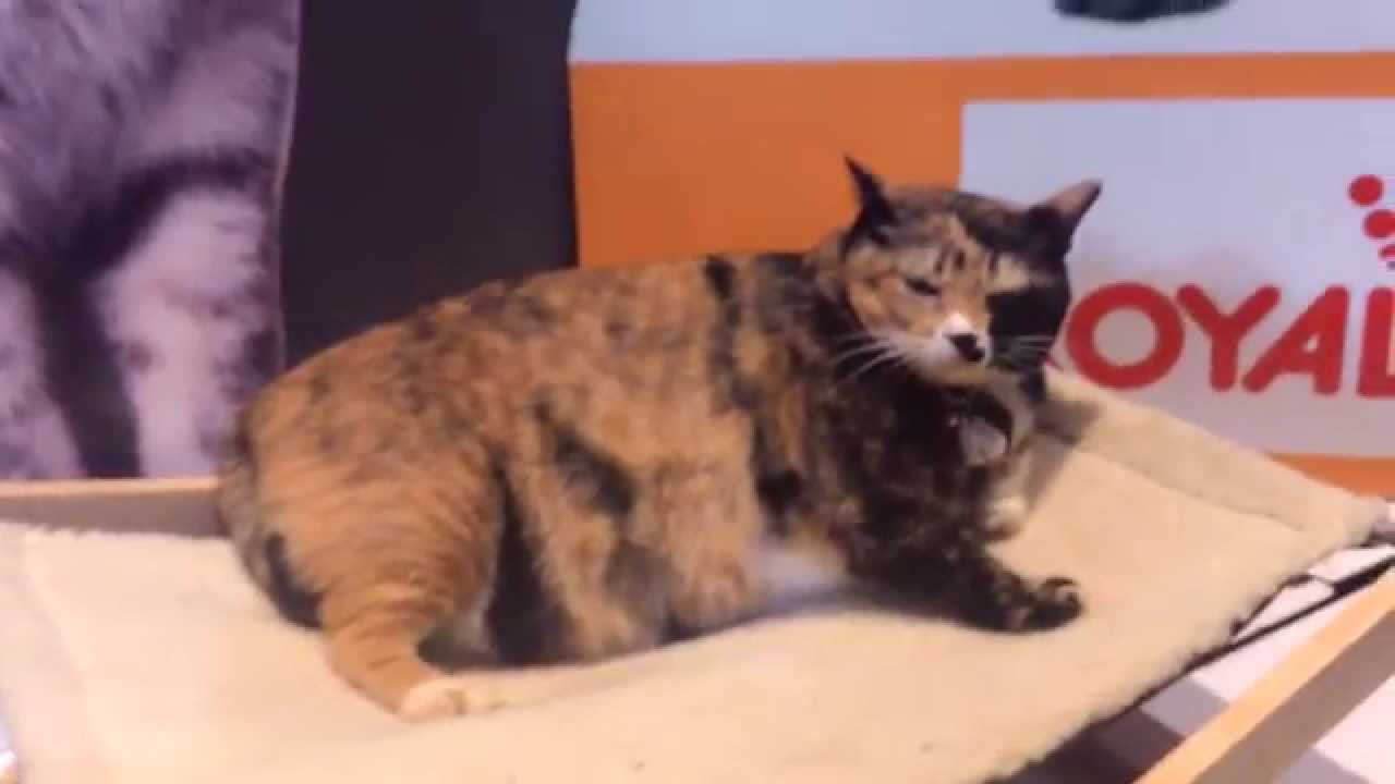 VERY fat cat with an evil stare - YouTube
