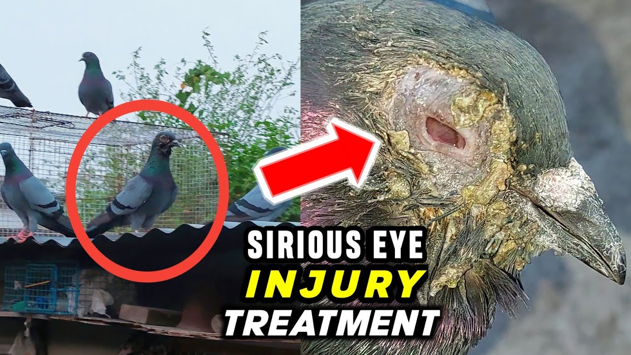 Pigeon Eye Injury Treatment | Save Wild Pigeons#pigeon#savepigeon# ...